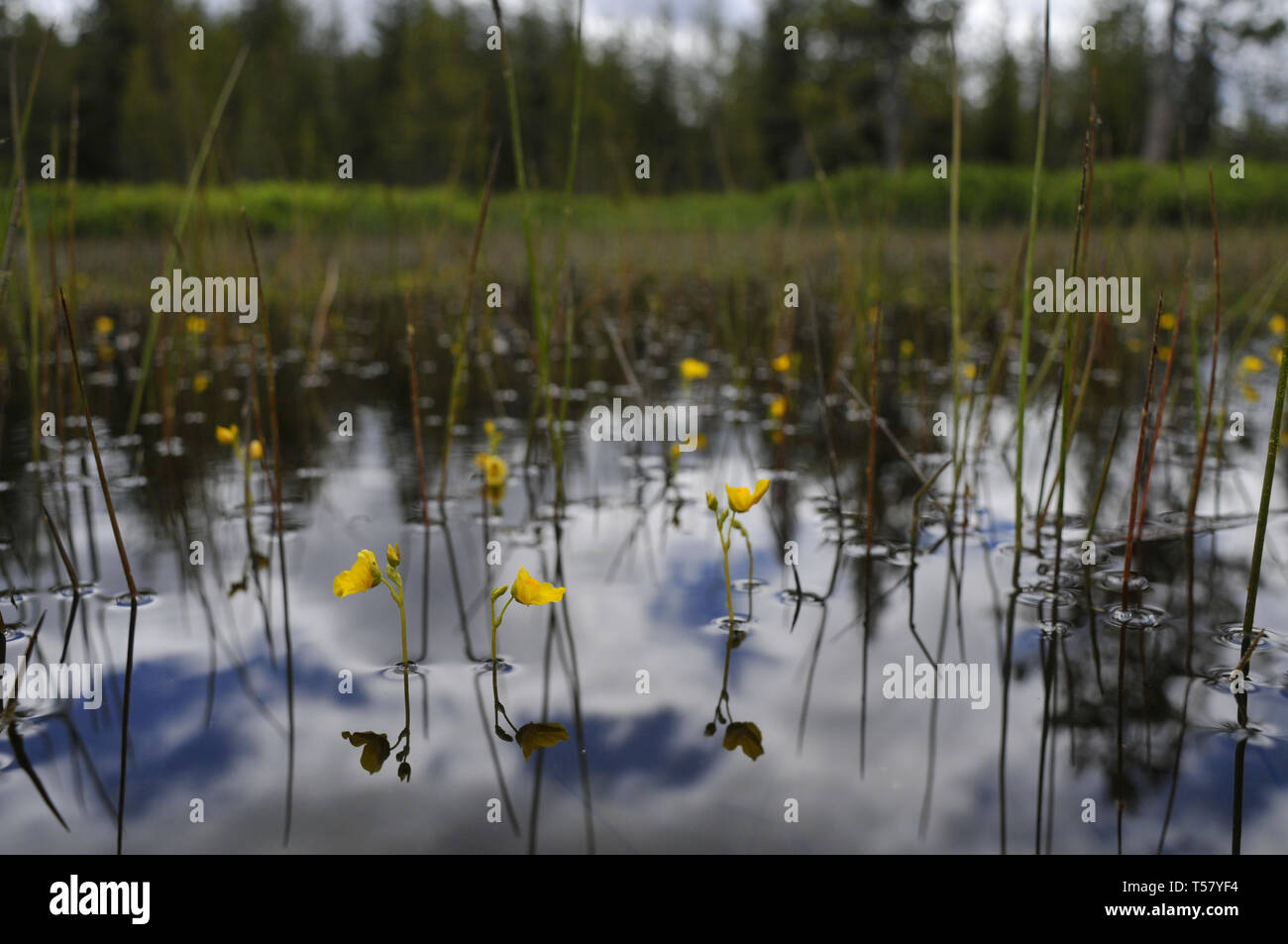 Bladderwort trap hi-res stock photography and images - Alamy