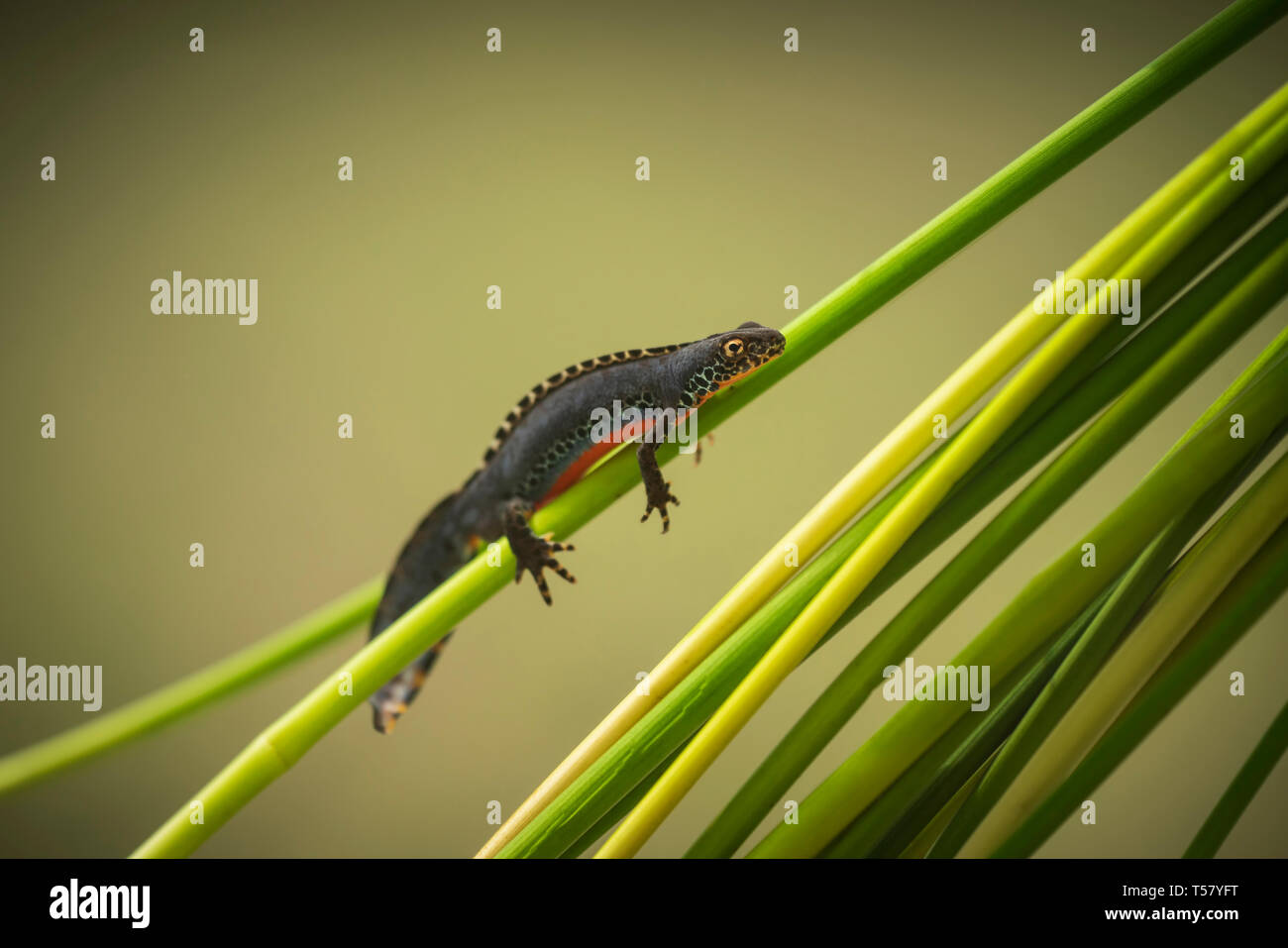 Breeding pools hi-res stock photography and images - Alamy