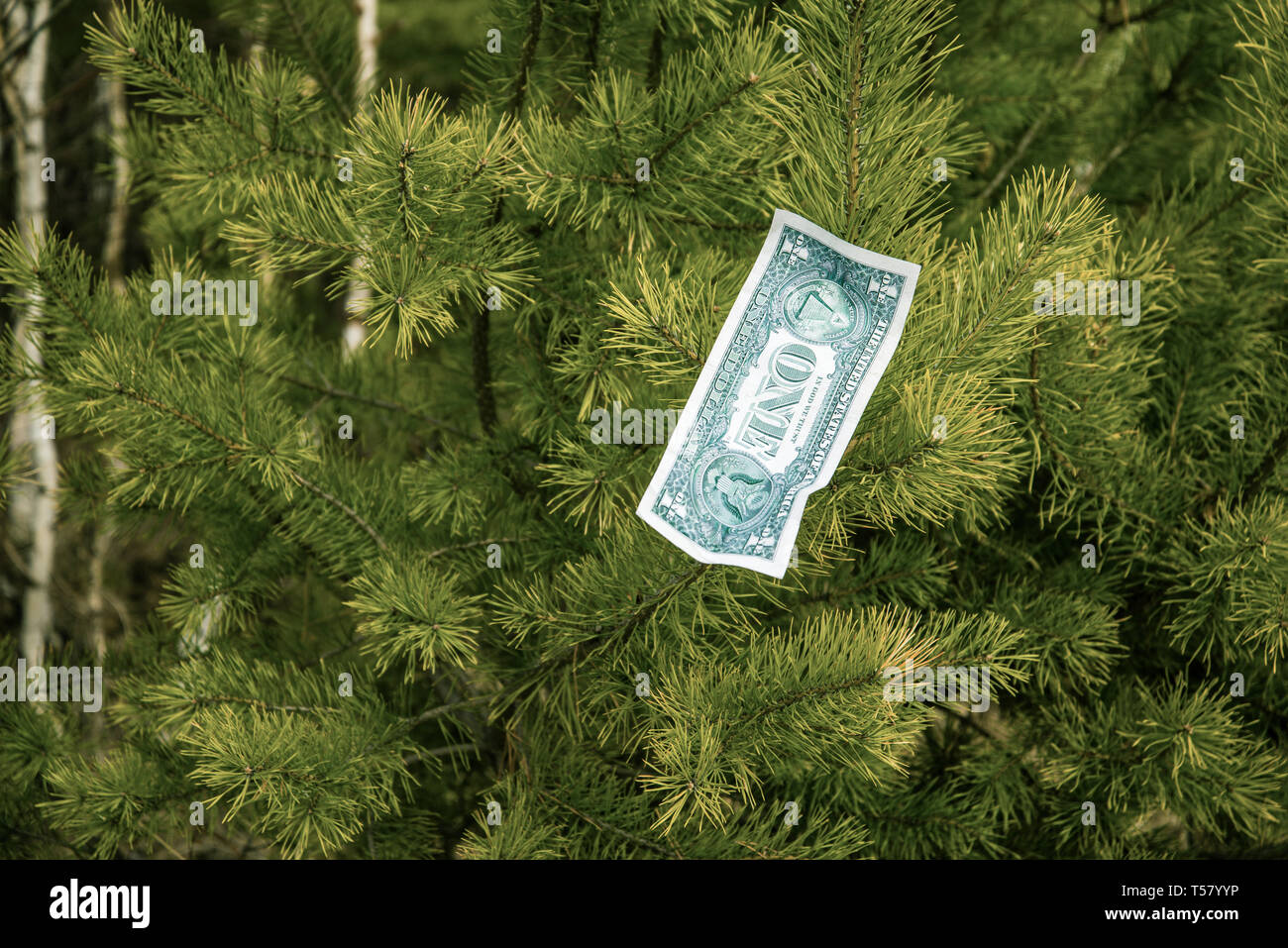One dollar bills hang on a tree. Concept Stock Photo - Alamy