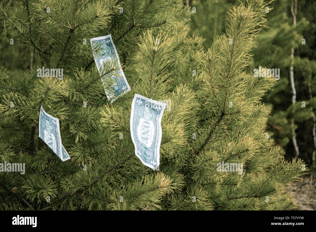 One dollar bills hang on a tree. Concept Stock Photo - Alamy