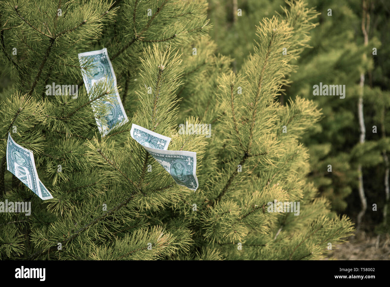 One dollar bills hang on a tree. Concept Stock Photo - Alamy