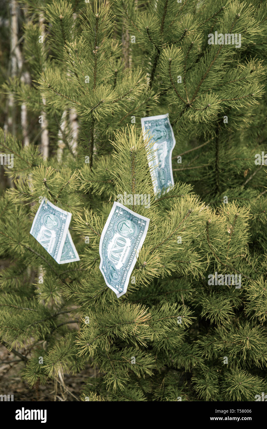 One dollar bills hang on a tree. Concept Stock Photo - Alamy
