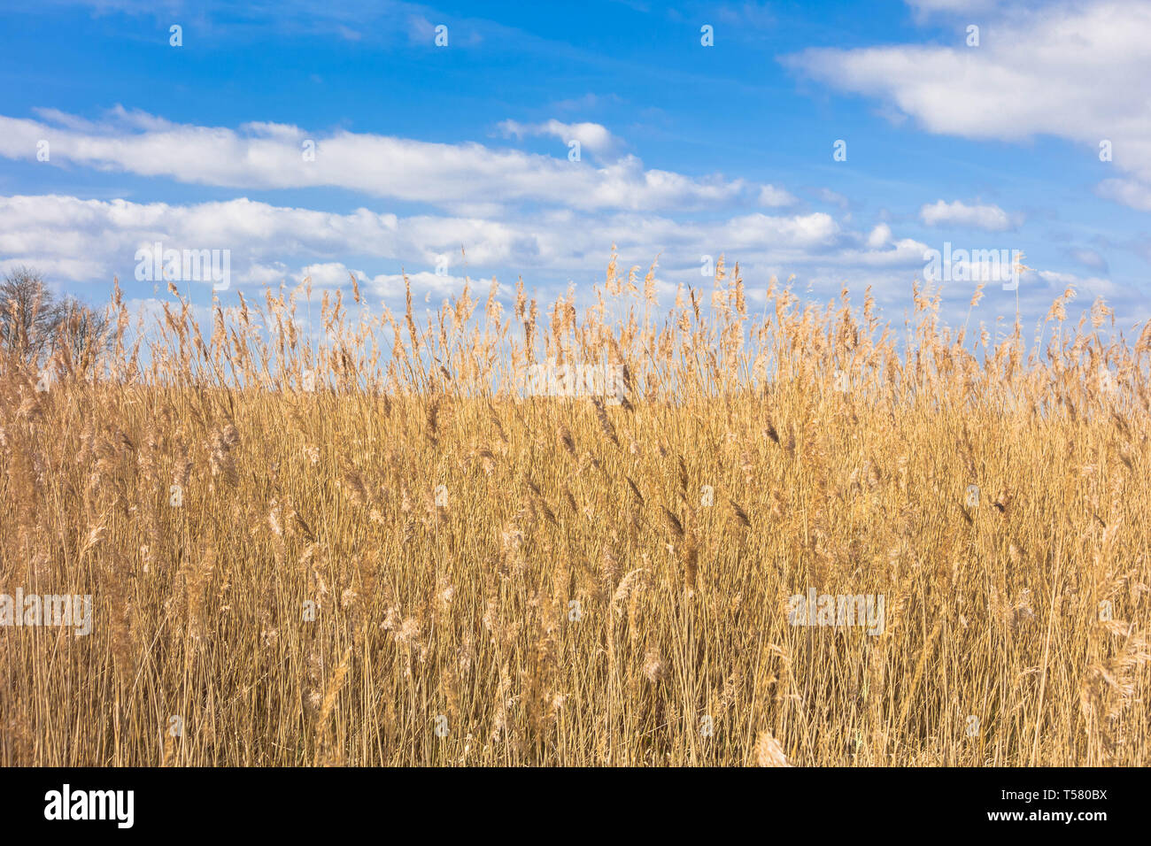 Reed beds of Newport Wetlands against blue sky with clouds South Wales ...
