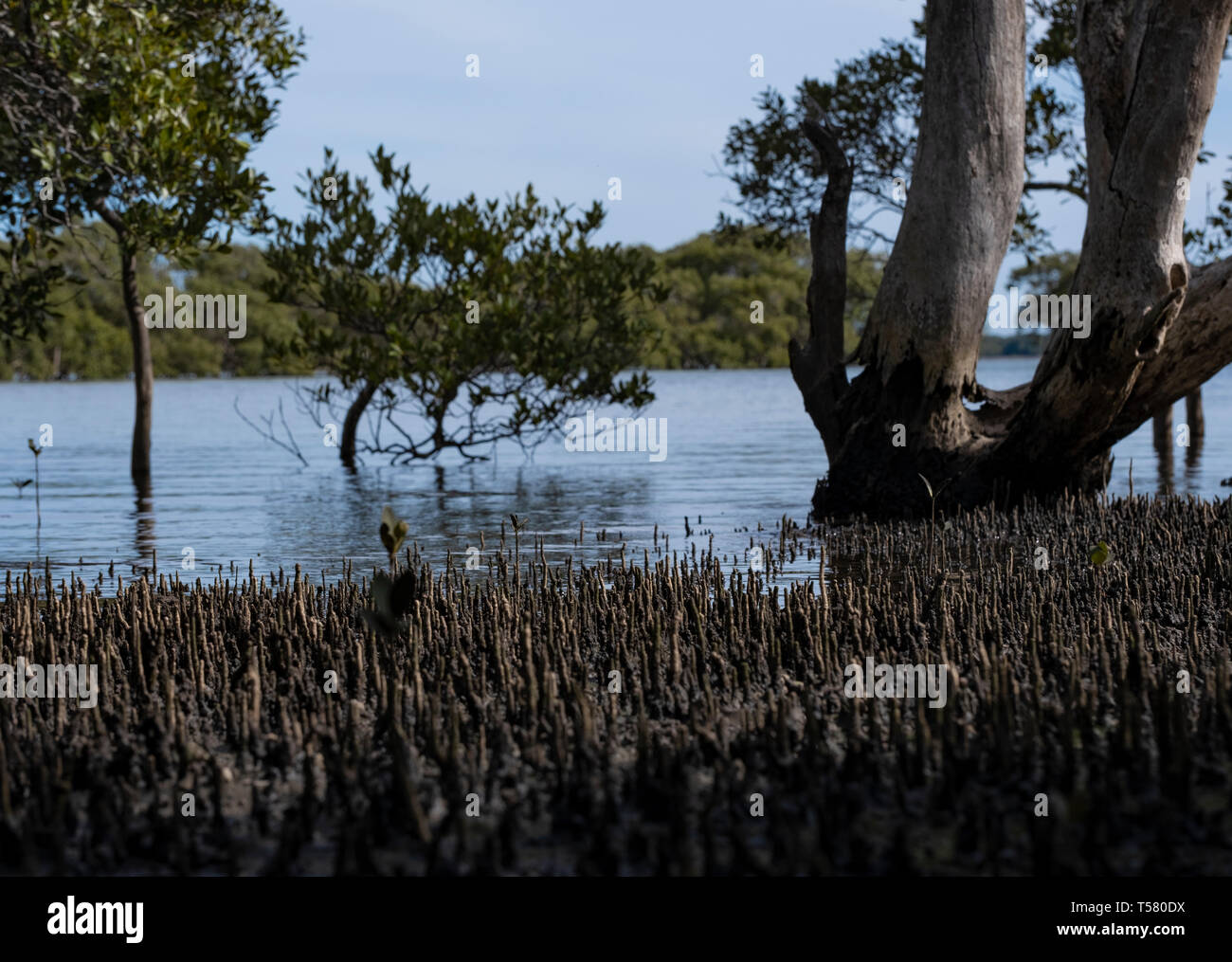 Mangroves habitat hi-res stock photography and images - Alamy