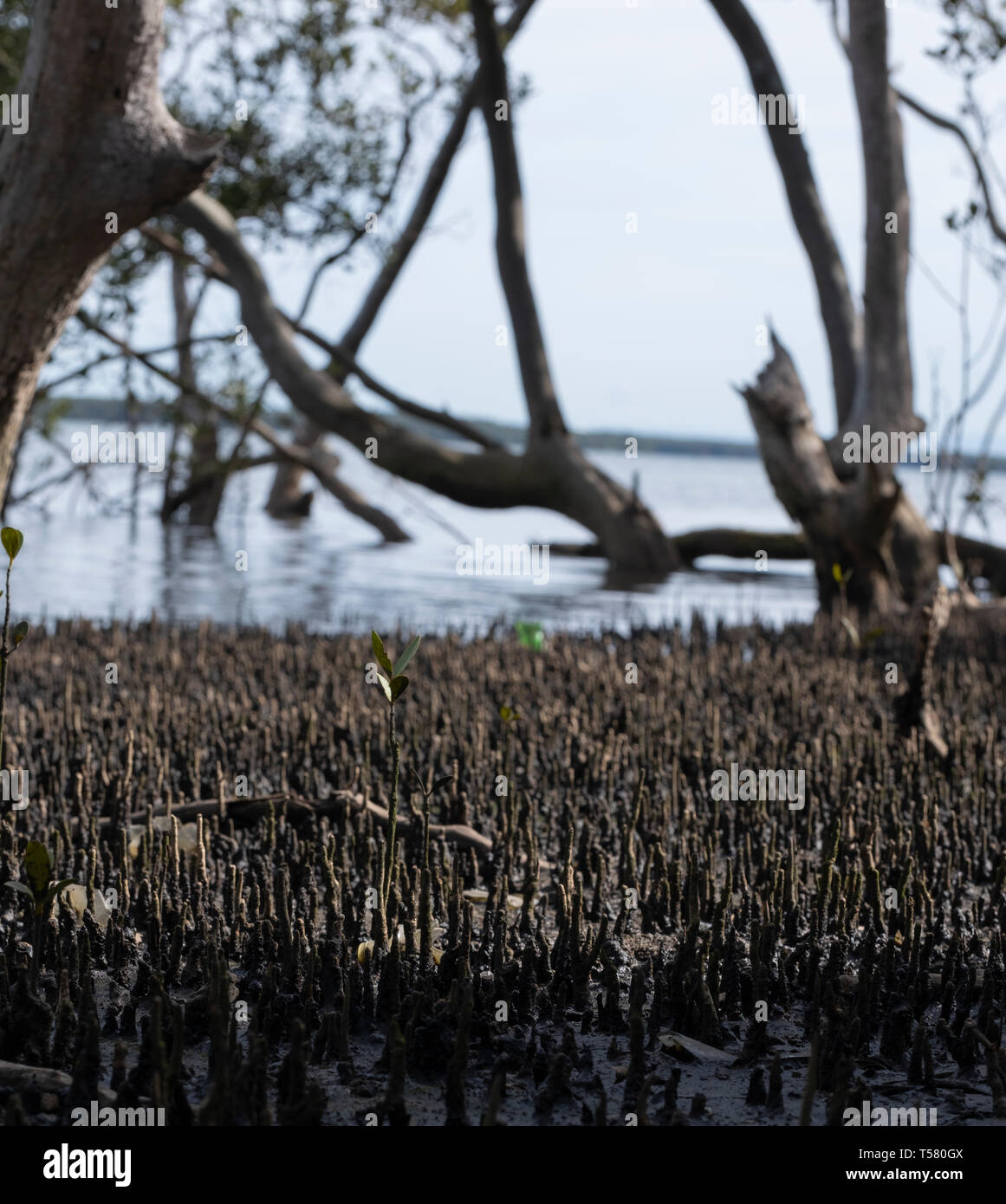 Mangroves climate change hi-res stock photography and images - Alamy