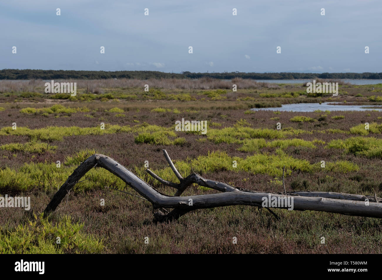 Salt marsh plants wetland hi-res stock photography and images - Alamy