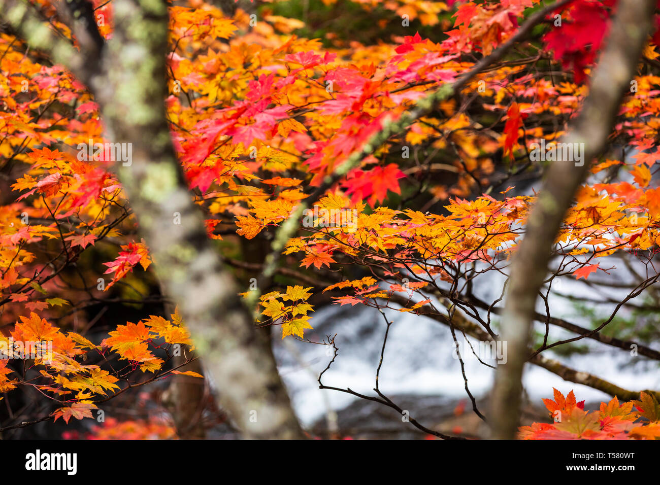 Ryuzu waterfall autumn forest hi-res stock photography and images - Alamy