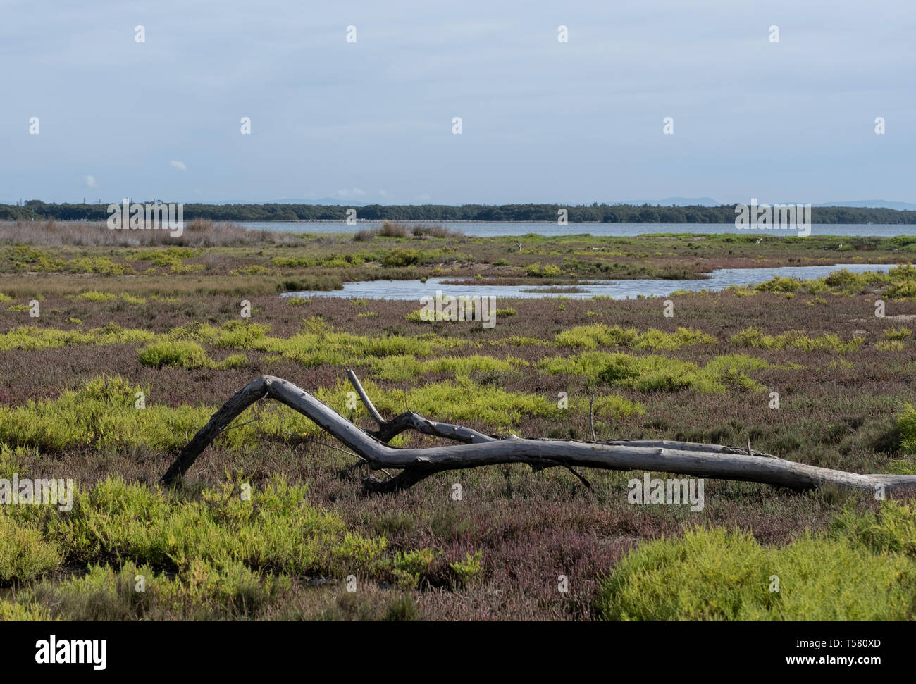 Salt marsh plants wetland hi-res stock photography and images - Alamy
