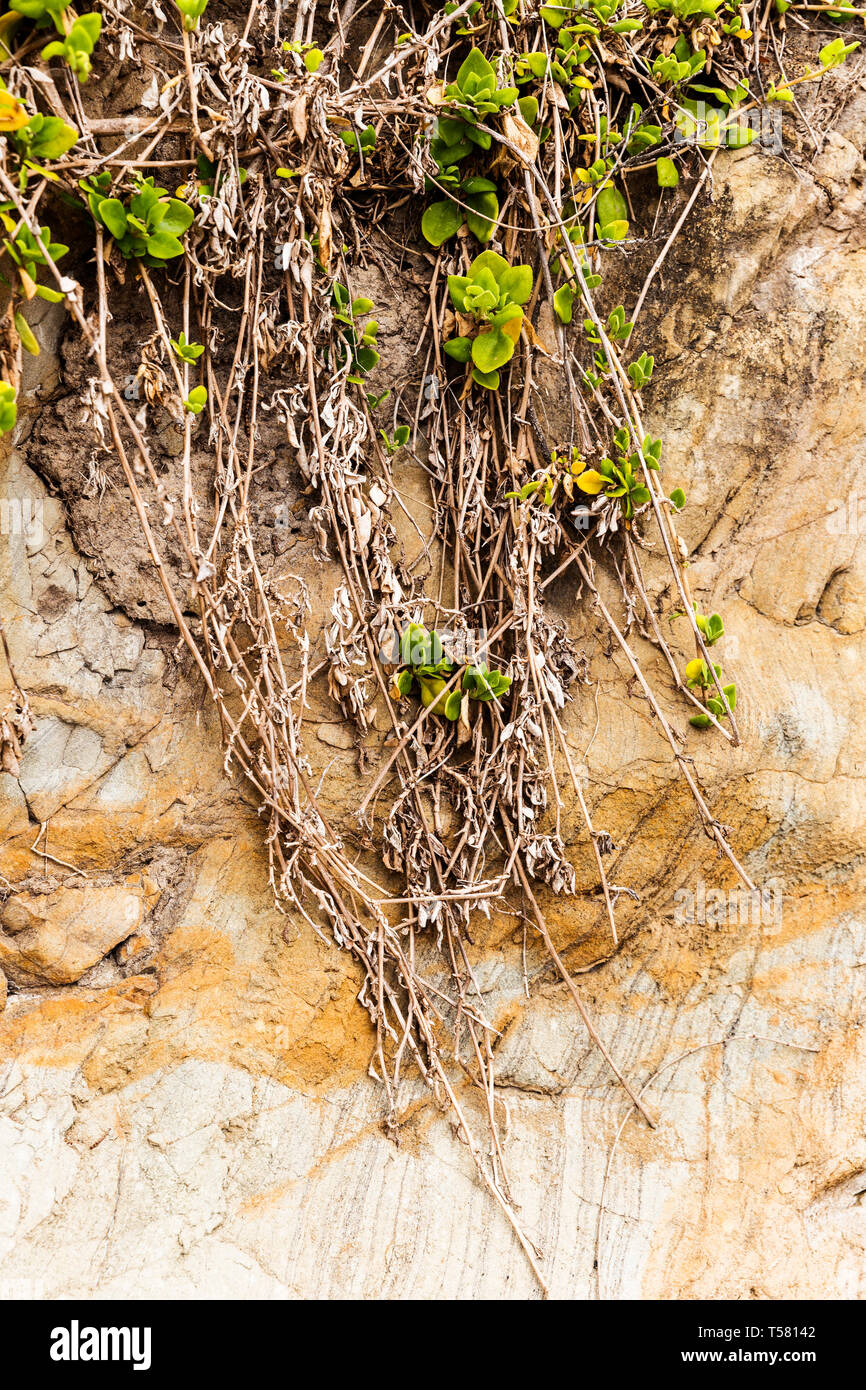 Vines spring ecology hi-res stock photography and images - Alamy