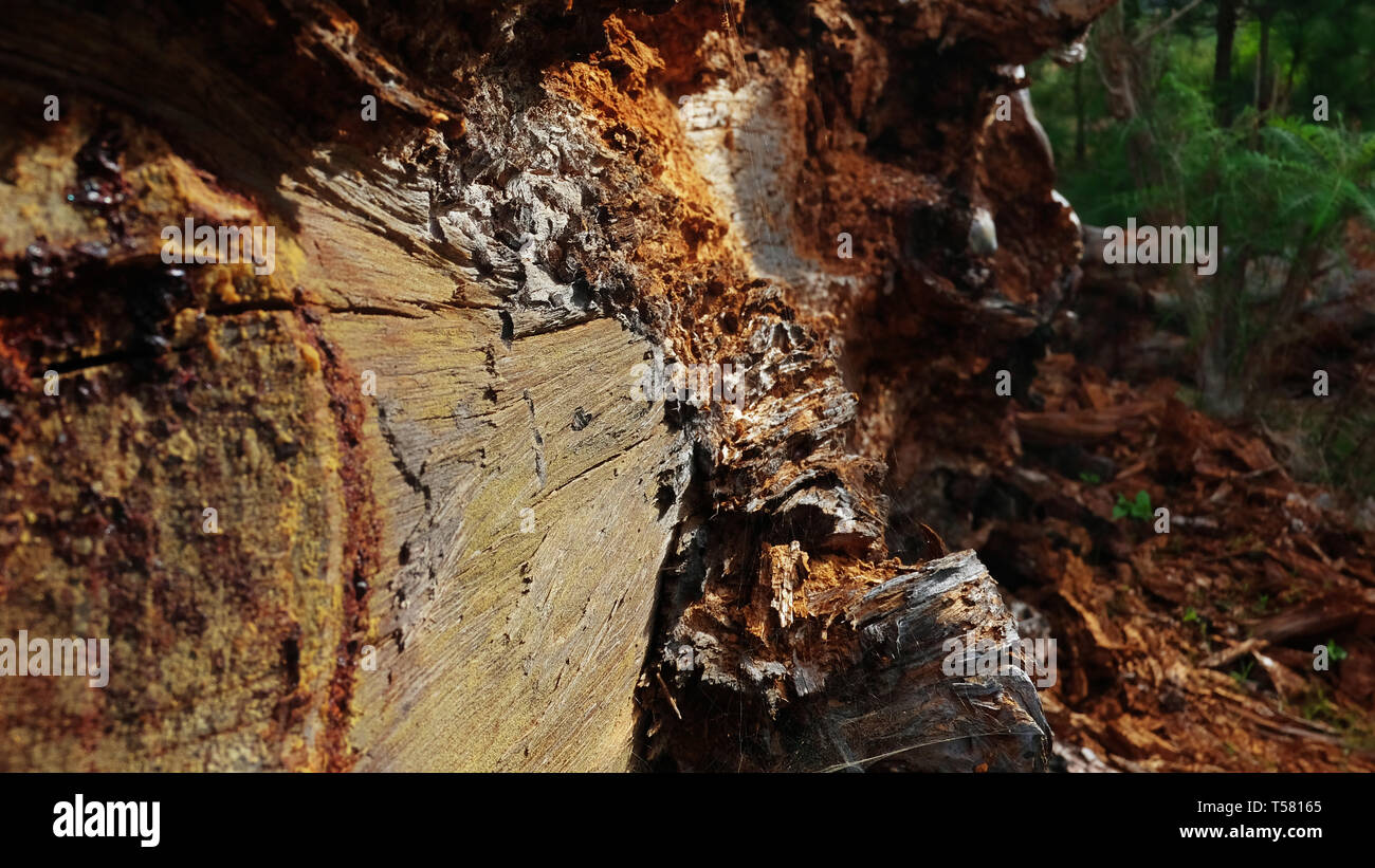 Fallen tree trunk covered in sap and cobwebs showing the fibrous ...
