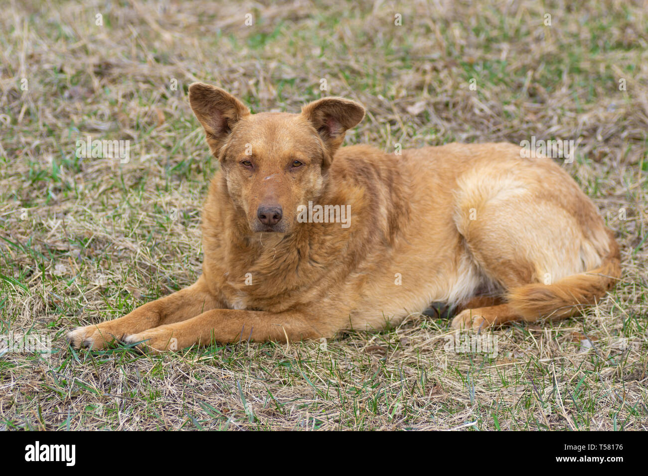 Red haired dog hi-res stock photography and images - Alamy