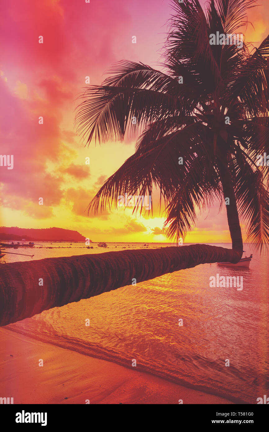 Tropical sunset with coconut palm tree over water Stock Photo - Alamy