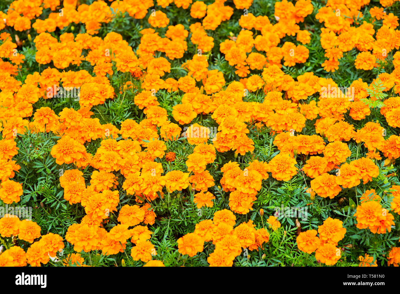Blossom calendula root hi-res stock photography and images - Alamy