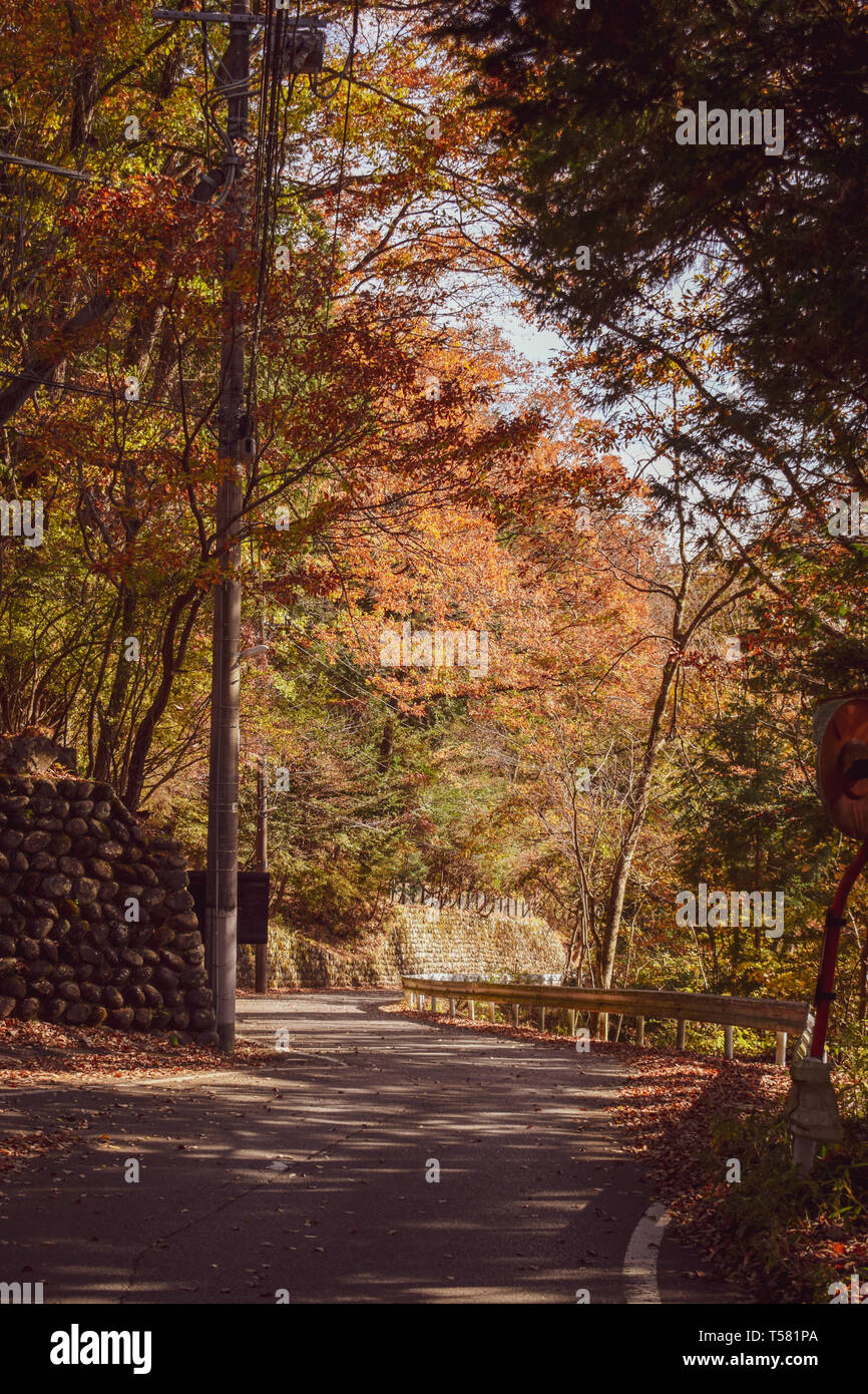 Winding country road in Nikko, Japan, lined with trees showing autumn ...
