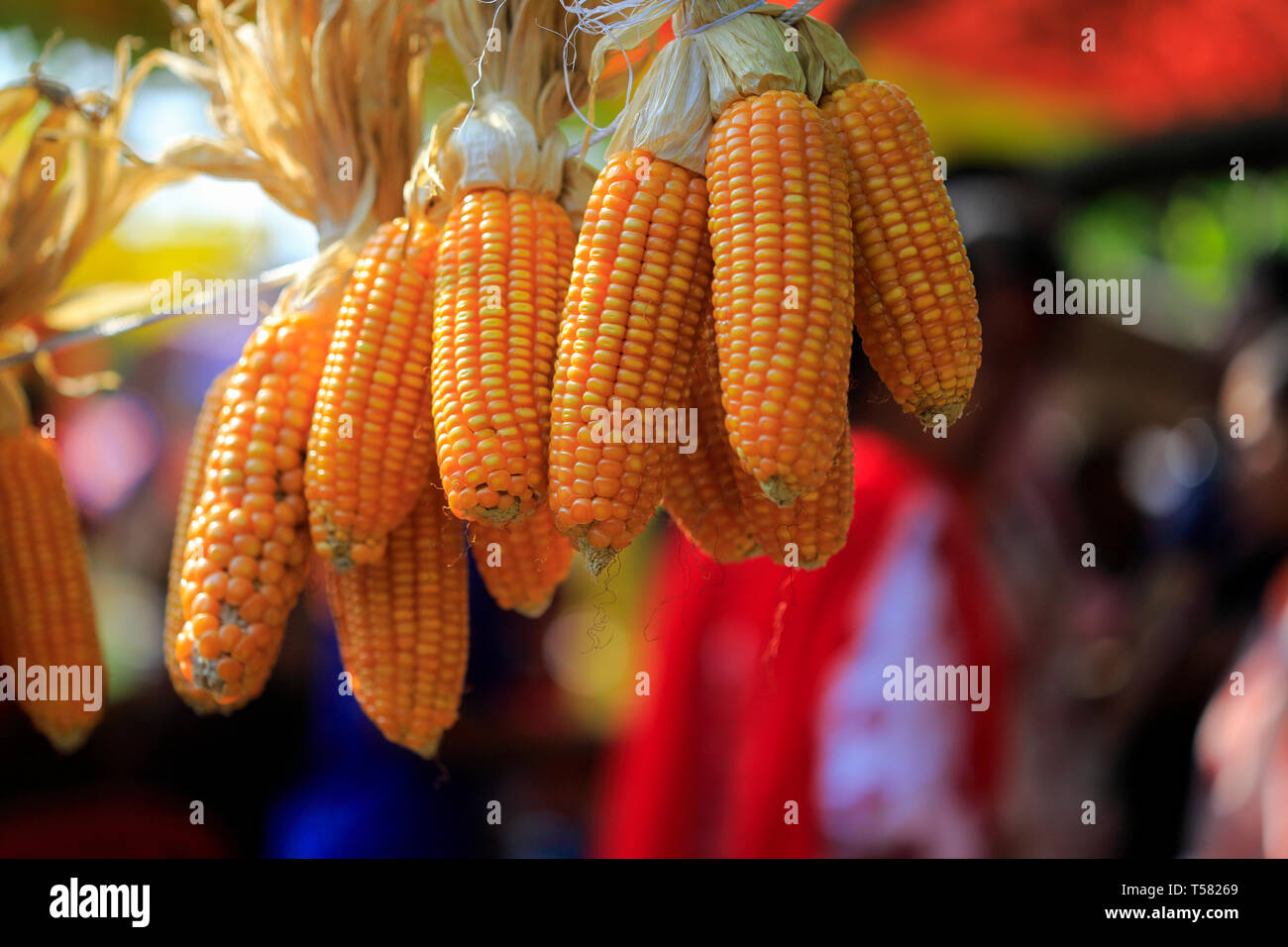 Uncooked maize hi-res stock photography and images - Alamy