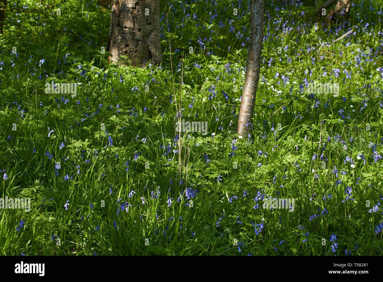 Abstract nature photograph of woodland floor in the weak spring ...