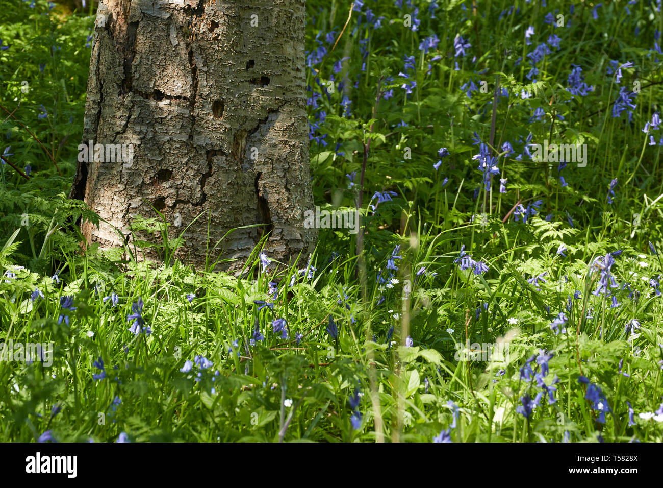 Abstract nature photograph of woodland floor in the weak spring ...