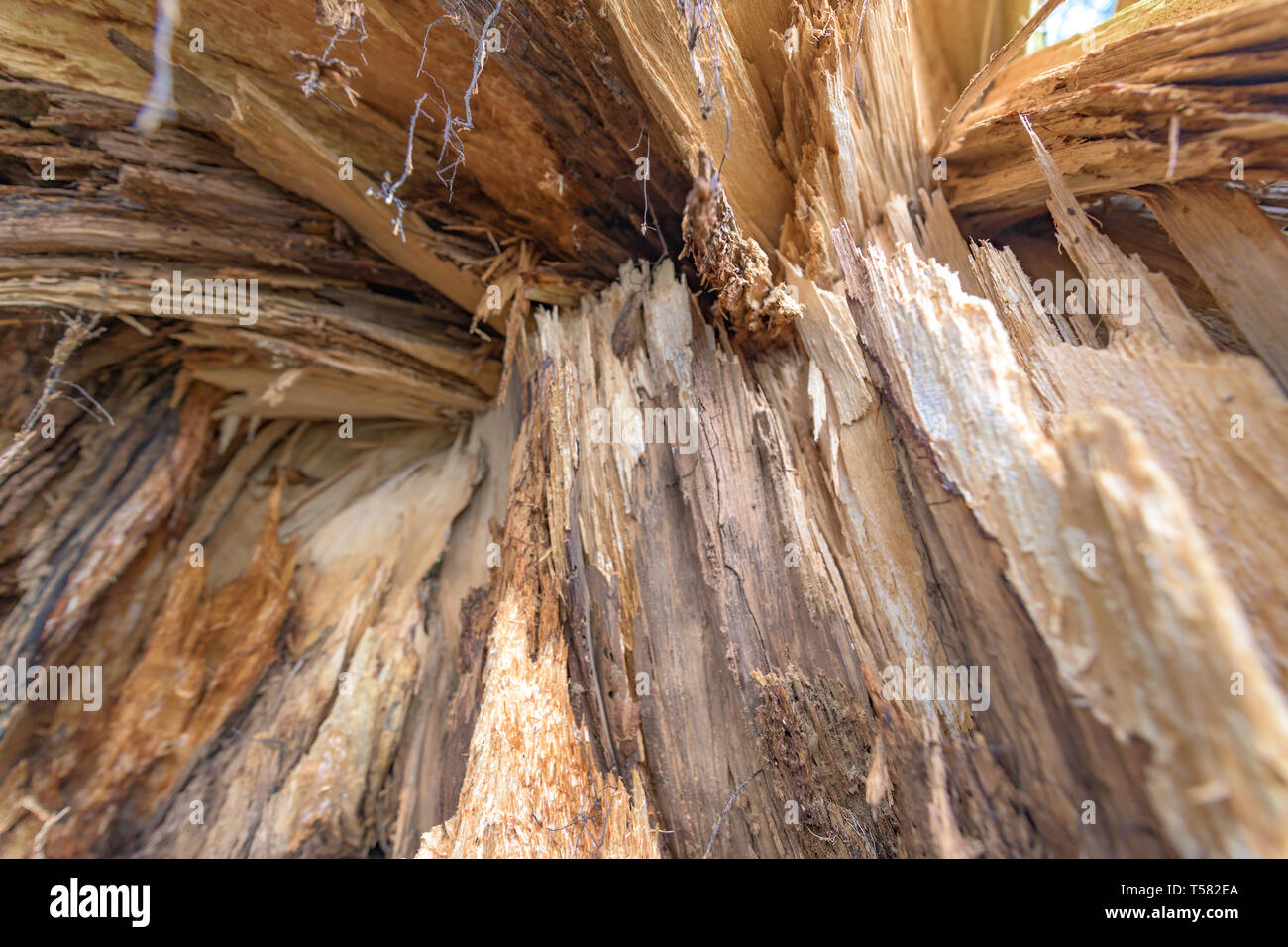 Brown roken spiked tree trunk. Structure as a background Stock Photo ...