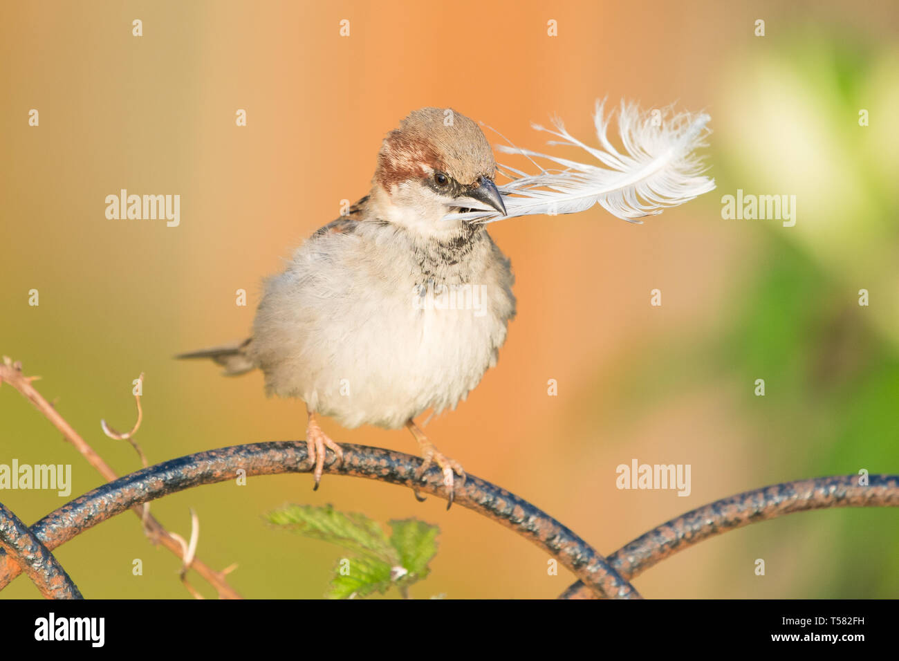 Male house sparrow - passer domesticus - collecting nesting material ...
