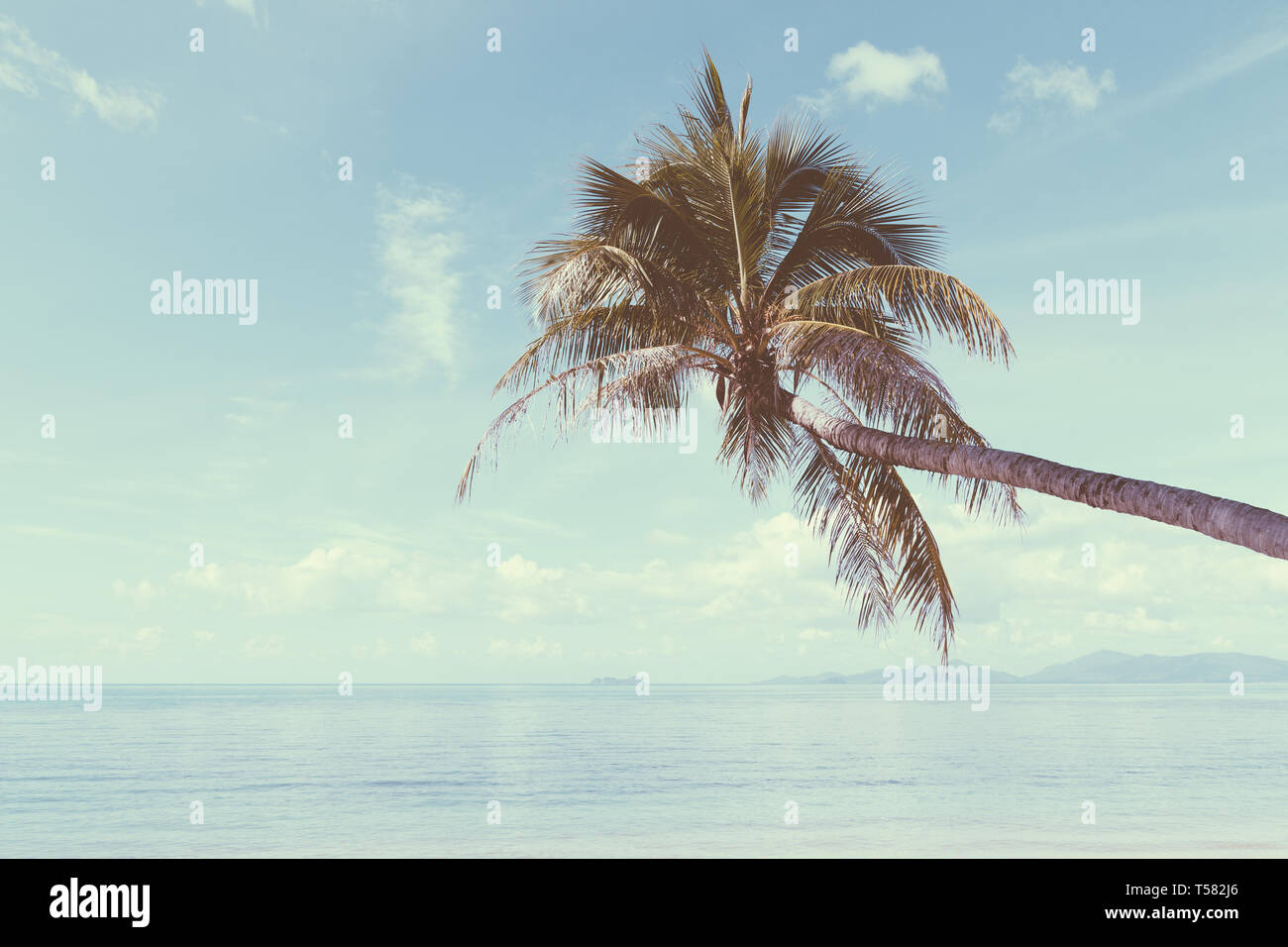 Vintage nostalgic stylized palm tree on tropical shore with blue sky ...