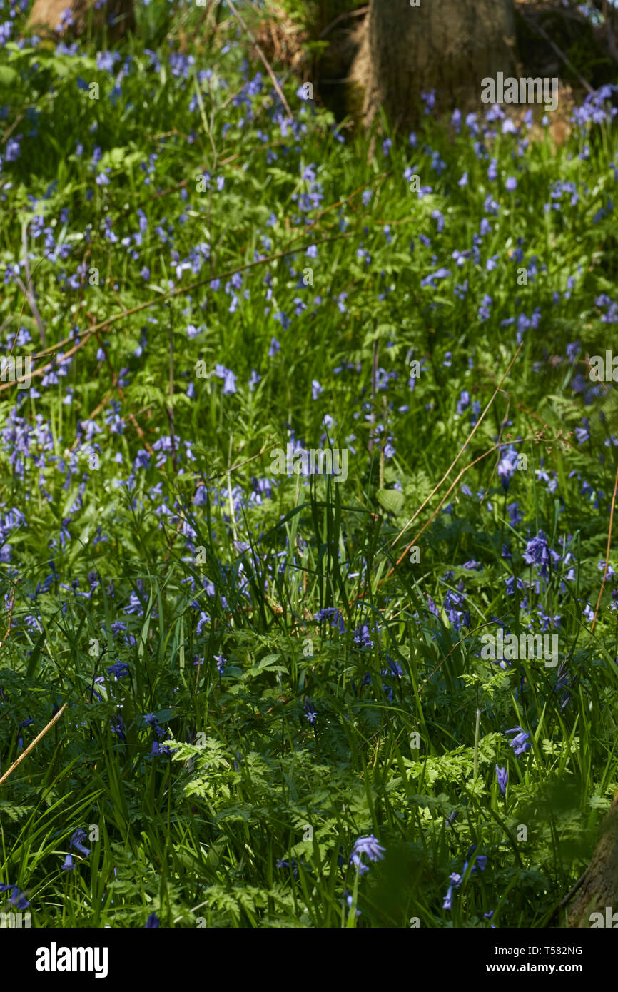 Abstract nature photograph of woodland floor in the weak spring ...