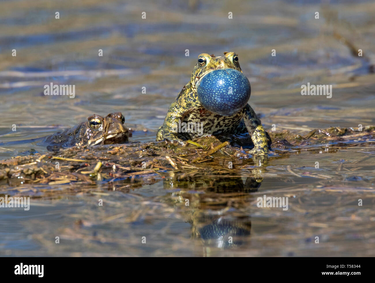 American toad (Anaxyrus americanus) male calling during mating period ...