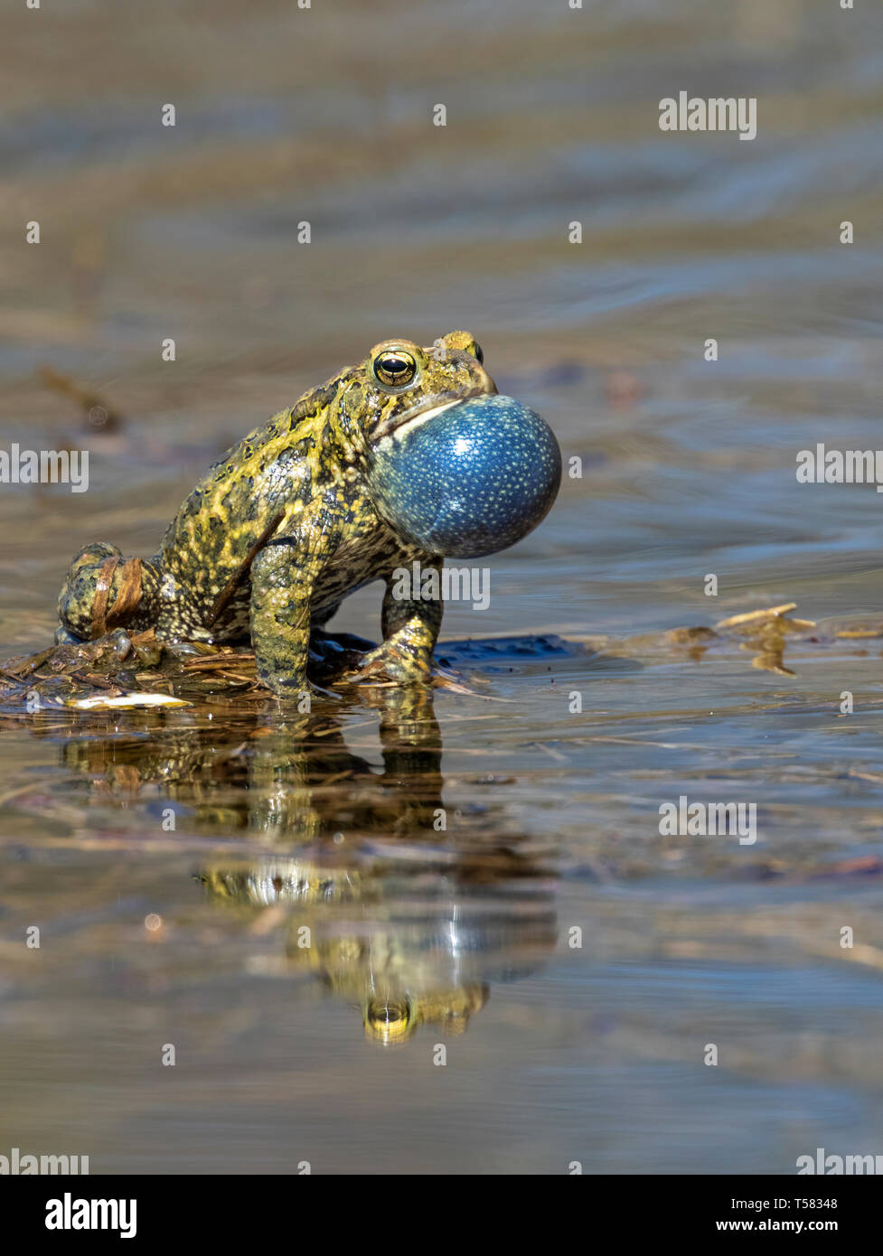 American toad (Anaxyrus americanus) male calling during mating period ...
