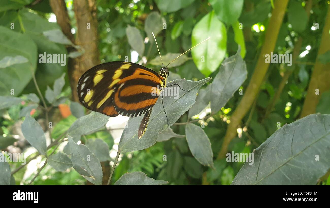 Ventral view of butterfly Heliconius hecale, the tiger longwing, Hecale ...