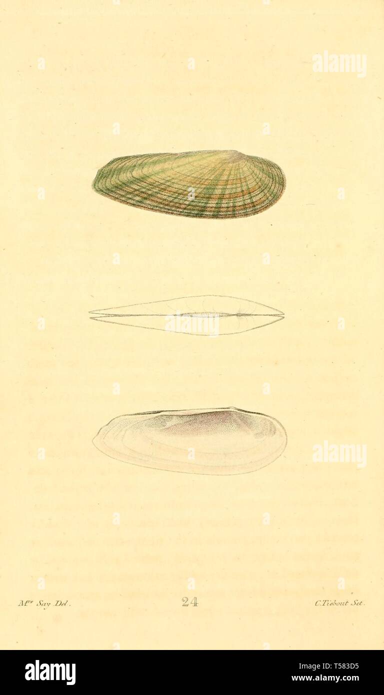 Beautiful vintage hand drawn illustrations of shells and conchs from ...