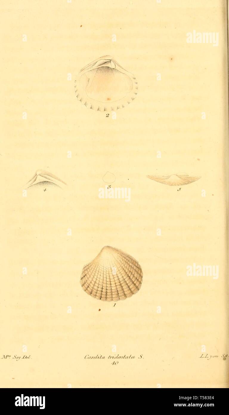 Beautiful vintage hand drawn illustrations of shells and conchs from ...