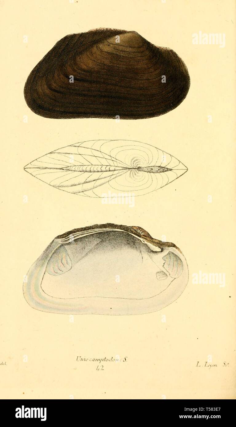 Beautiful vintage hand drawn illustrations of shells and conchs from ...
