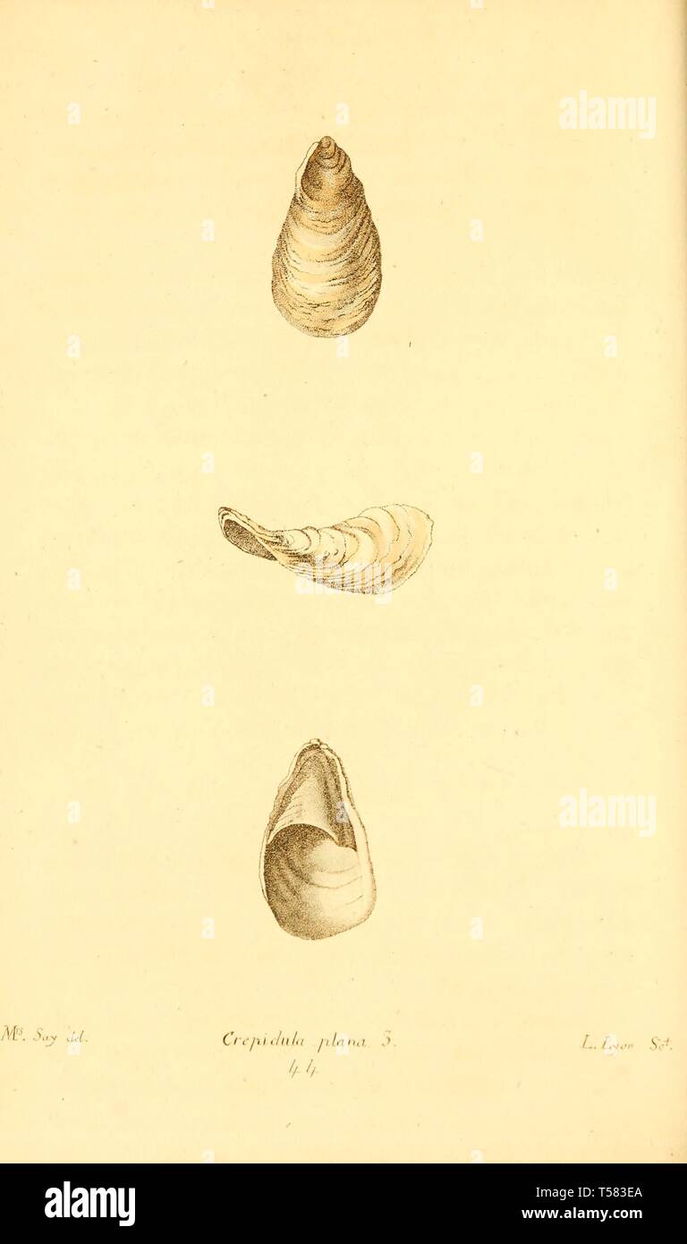 Beautiful vintage hand drawn illustrations of shells and conchs from ...