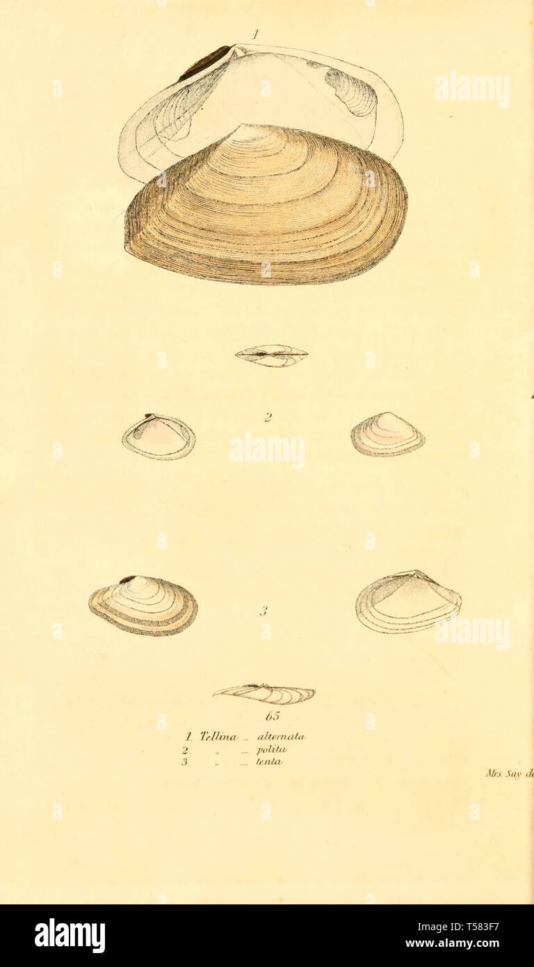 Beautiful vintage hand drawn illustrations of shells and conchs from ...