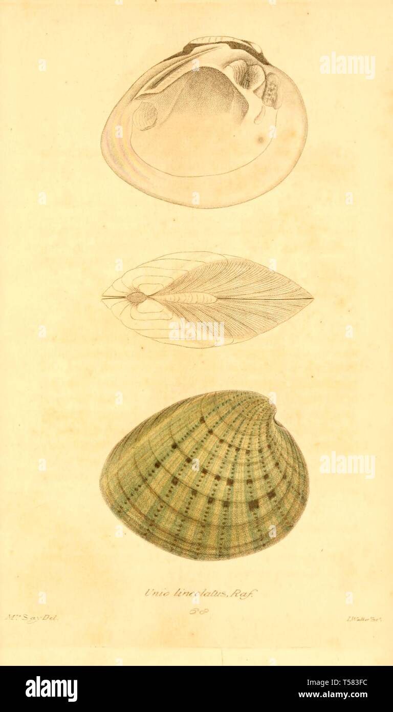Beautiful vintage hand drawn illustrations of shells and conchs from ...