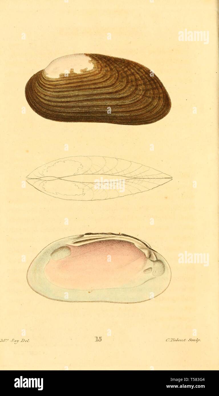 Beautiful vintage hand drawn illustrations of shells and conchs from ...