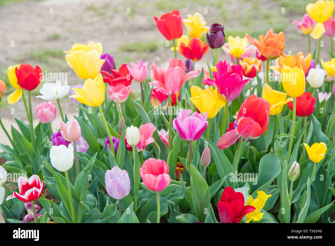 Flower beds with colorful tulips - Image Stock Photo - Alamy