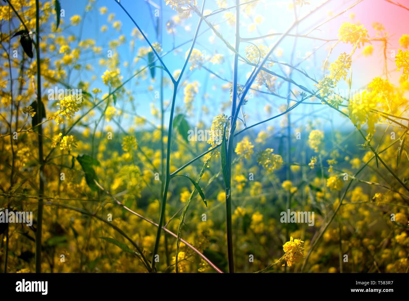 Blue sky, spring flowers hi-res stock photography and images - Alamy