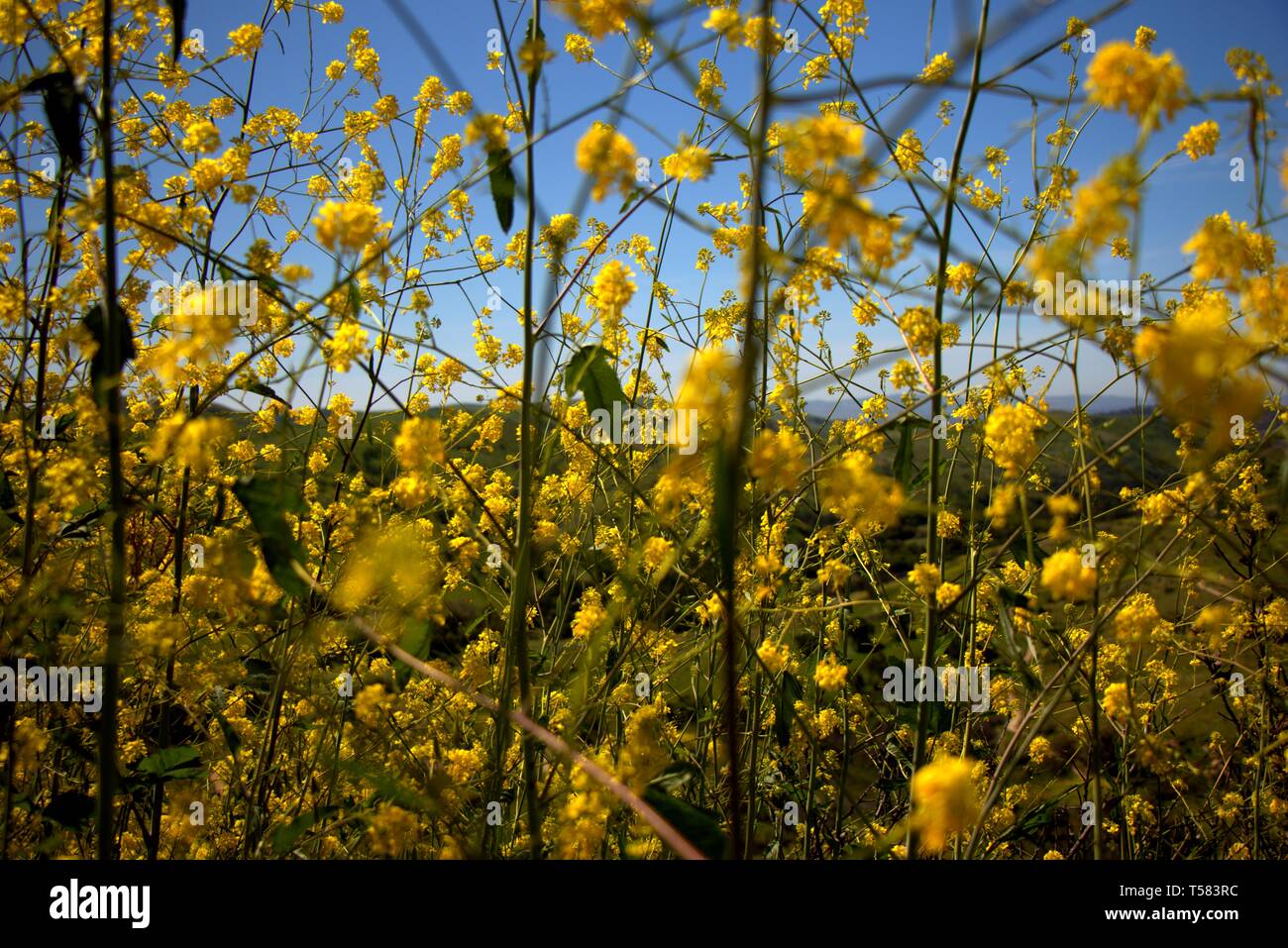Spring sun and flowers hi-res stock photography and images - Alamy