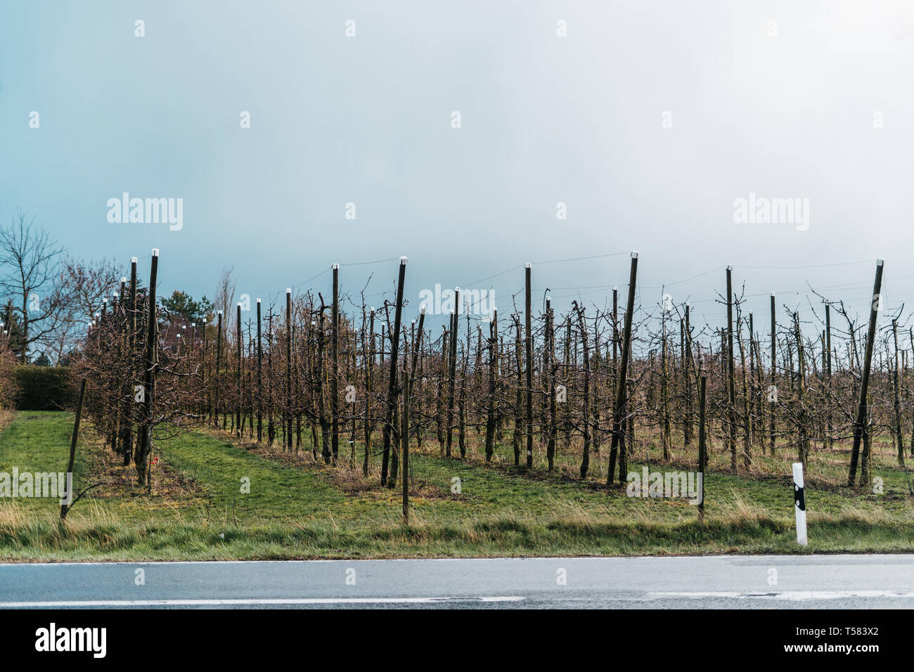 Apple trees in a farm garden. Spring landscape with rows of fruit trees ...