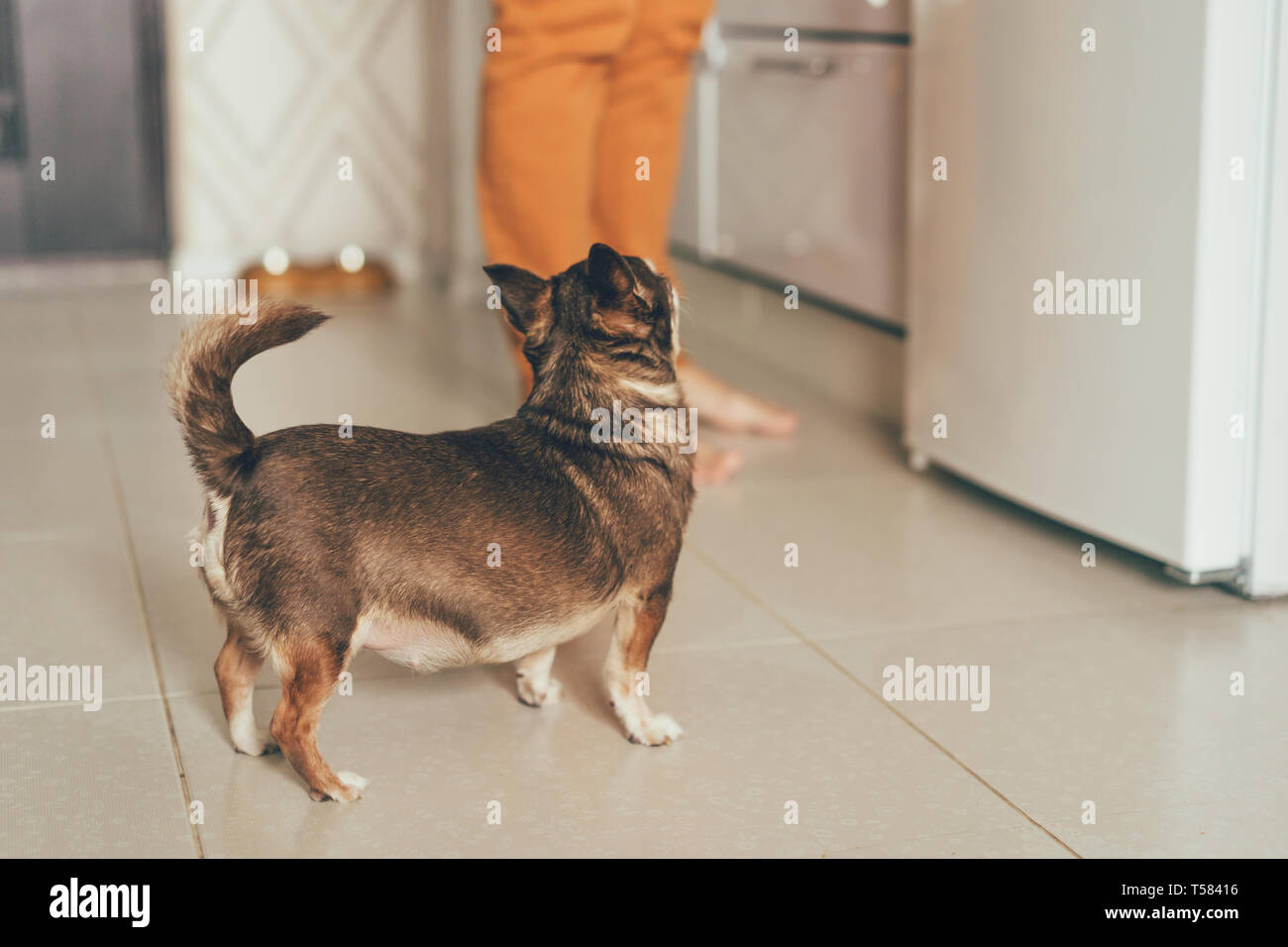 Chihuahua cooking hi-res stock photography and images - Alamy