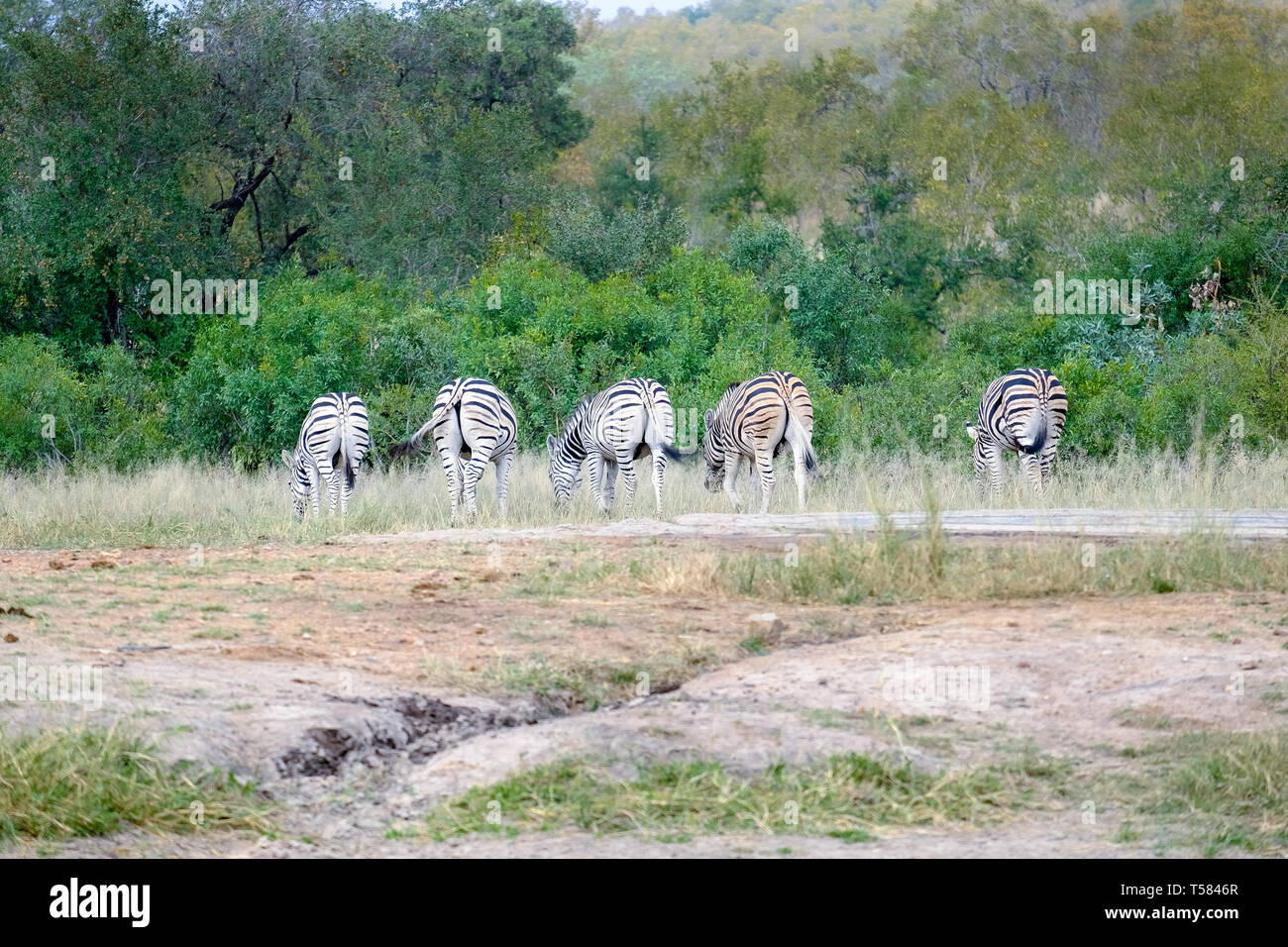 Five wild animals hi-res stock photography and images - Alamy