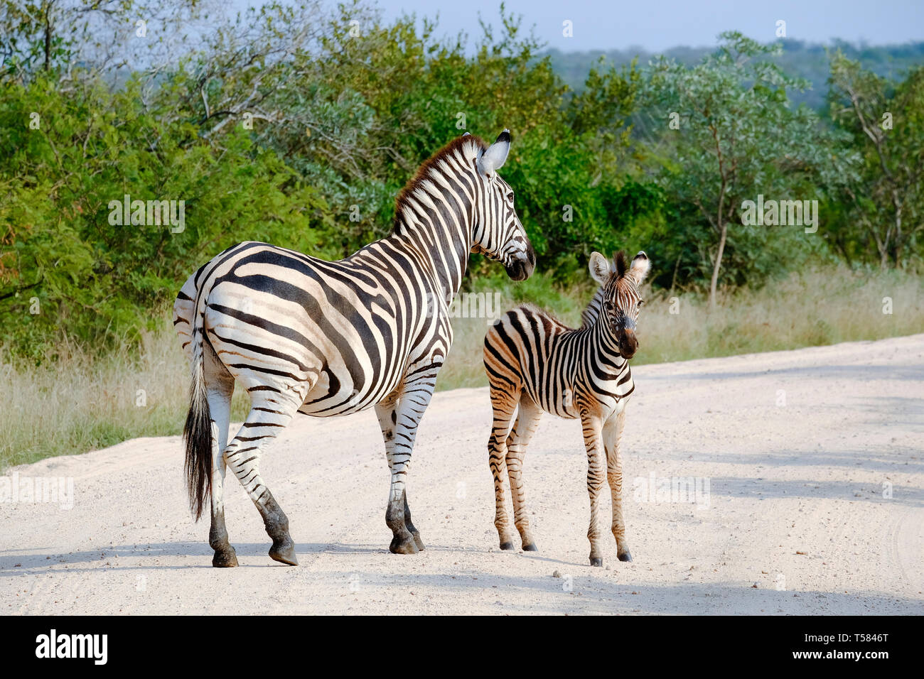 Adult zebra and colt in the wild Stock Photo - Alamy