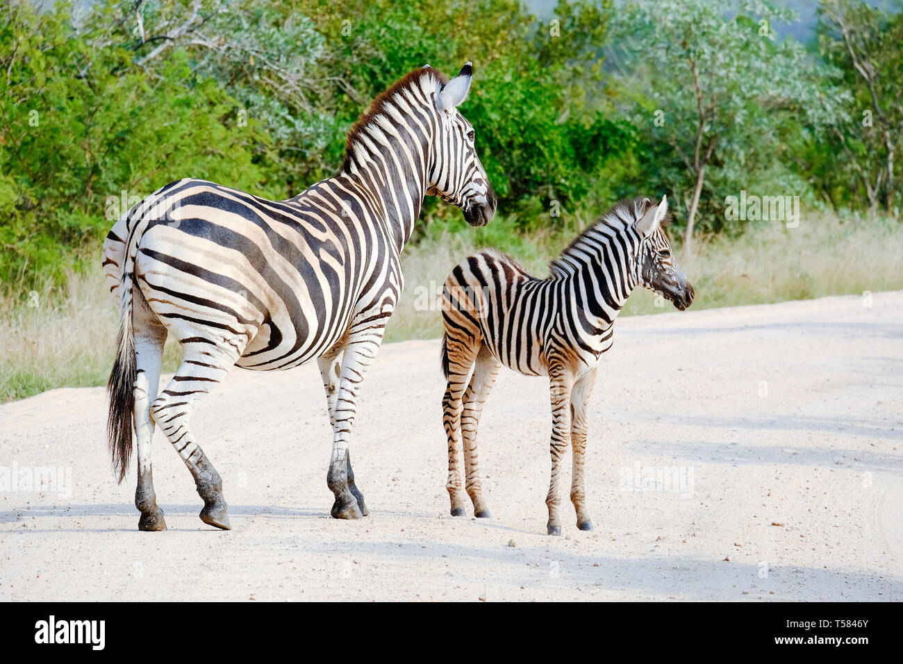 Adult zebra and colt in the wild Stock Photo - Alamy