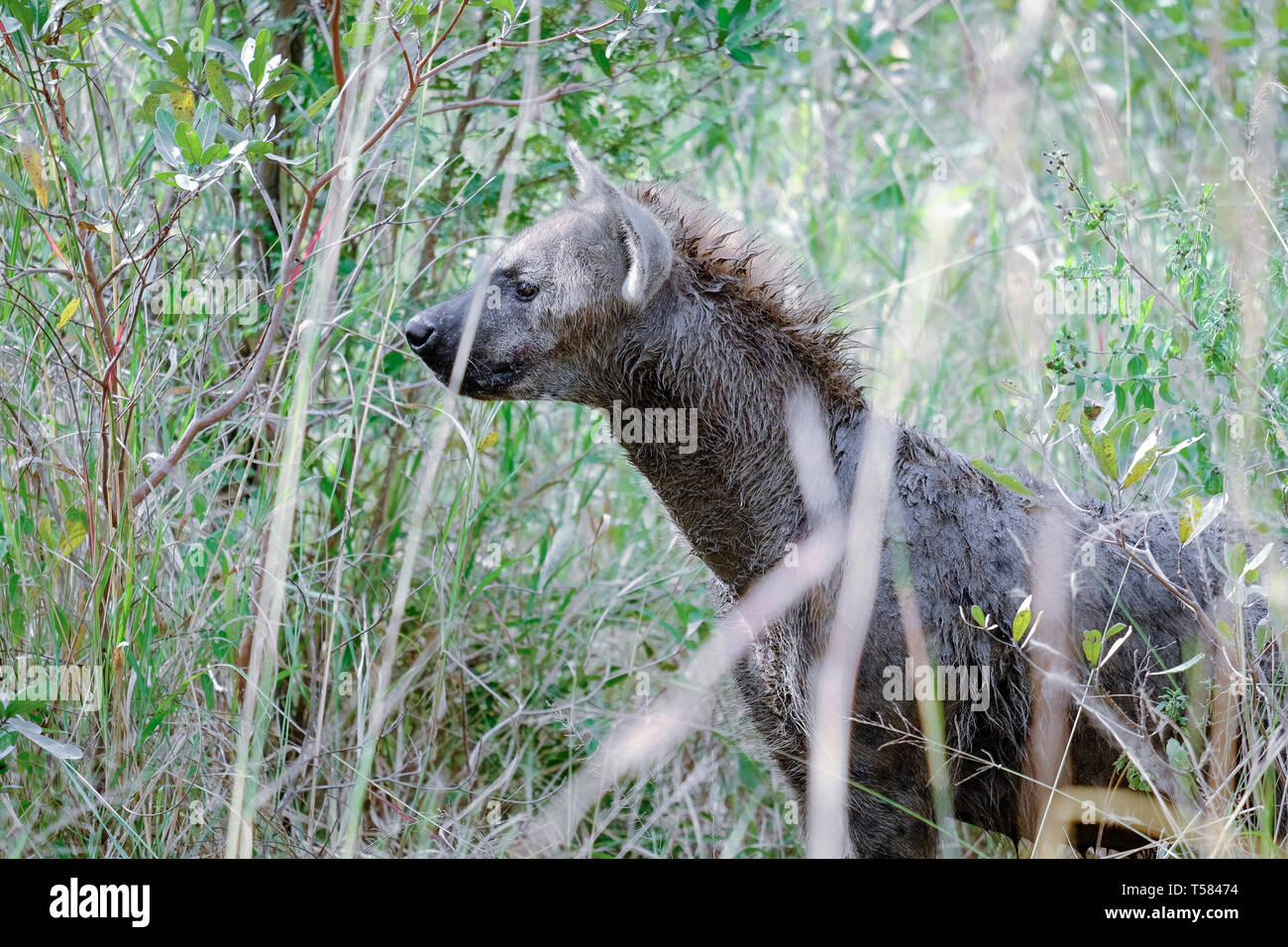 Sideways facing hi-res stock photography and images - Alamy