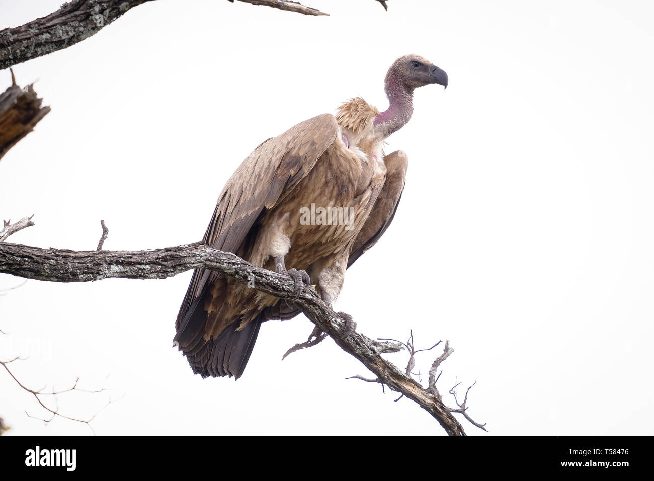 African vulture on top of a branch Stock Photo - Alamy