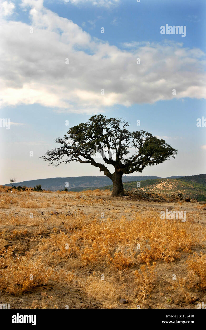 One tree in the nature Stock Photo - Alamy