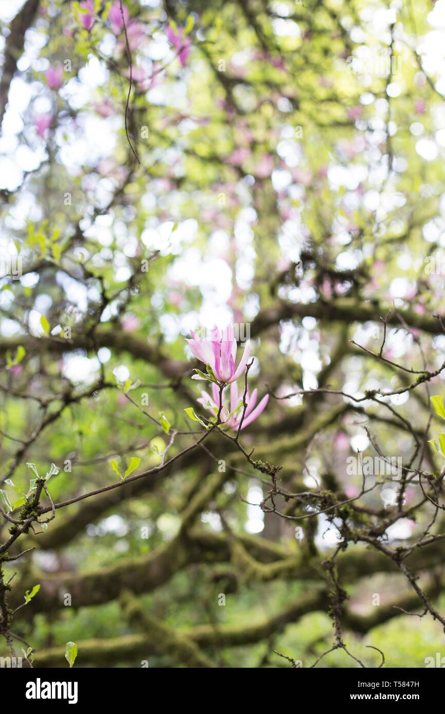 Garden magnolia tree hi-res stock photography and images - Alamy