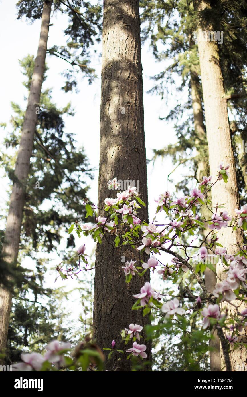 Pink magnolia blossoms against tall trees in Hendricks park in Eugene ...