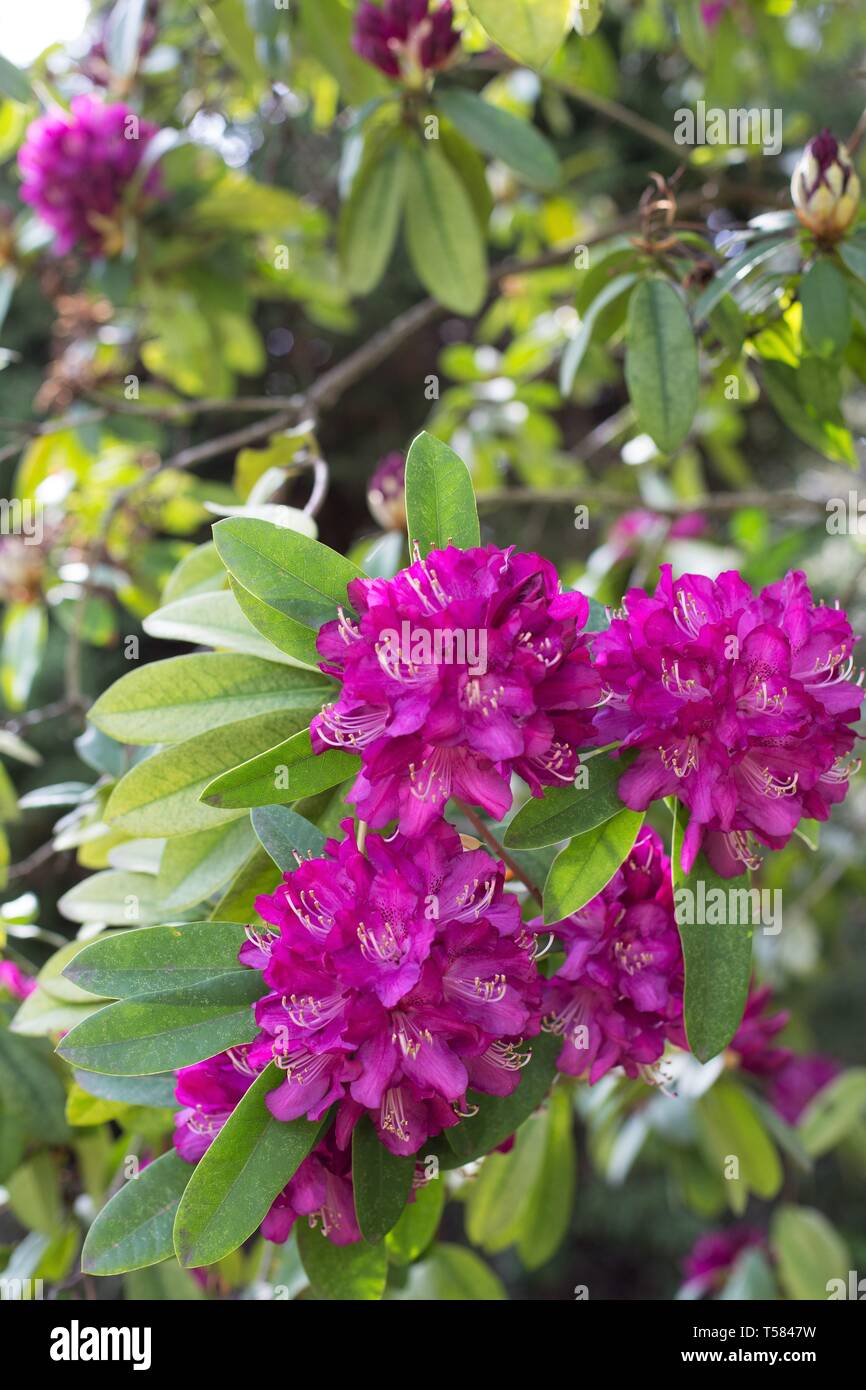 Rhododendron - Lee's Dark Purple - in Hendricks park in Eugene, Oregon ...