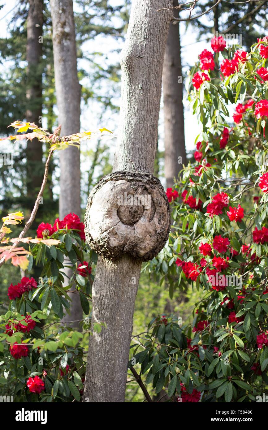 A round odd looking burl on a tree in Hendricks park in Eugene, Oregon ...